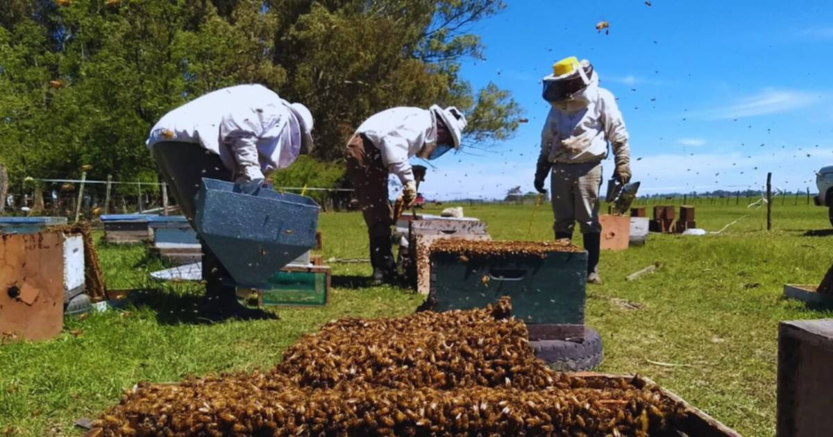 Ola de calor: cómo cuidar los apiarios | El Litoral