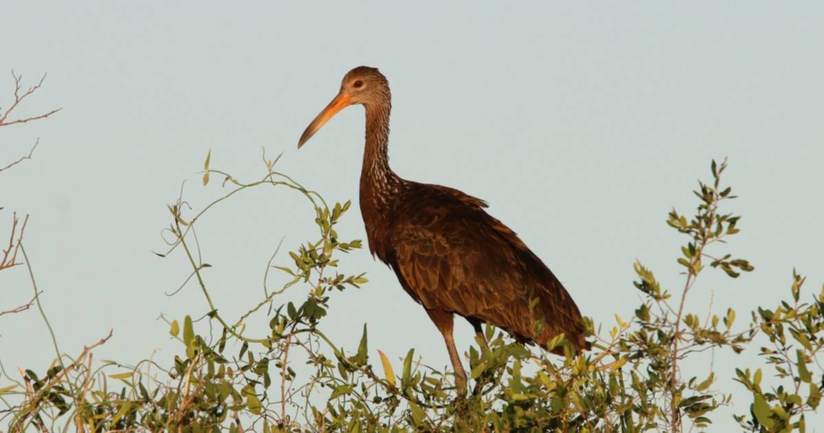 El carau, la leyenda popular musicalizada | El Litoral