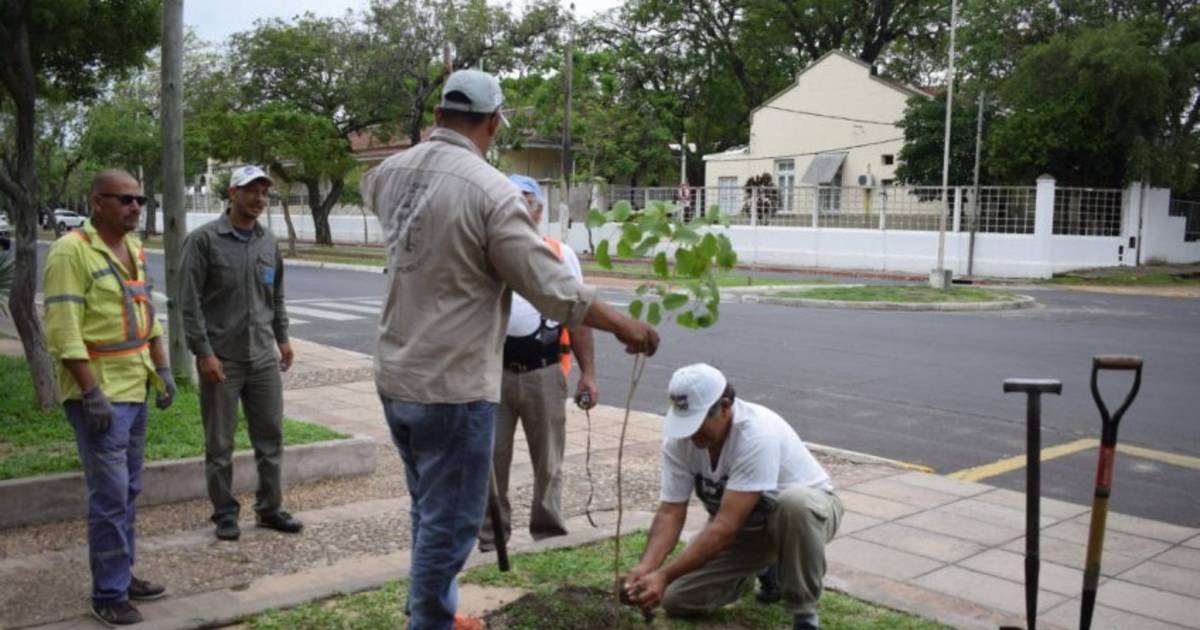 Promueven el “compromiso verde” para que apadrinen árboles | El Litoral