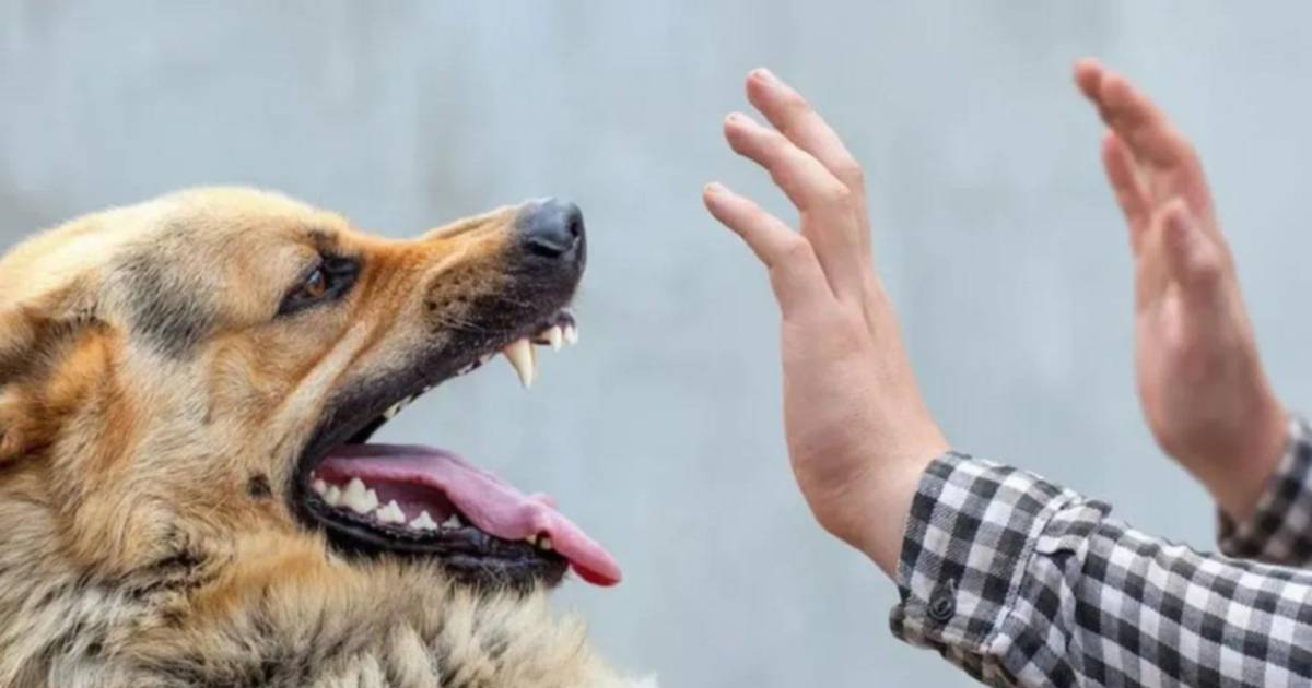 Corrientes: dueños de tres perros deben pagar más de 4,6 millones por ...