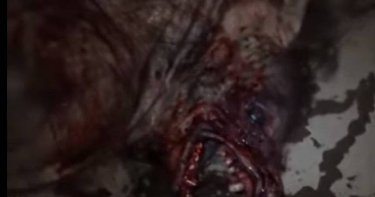 Fake news: la verdad tras el supuesto lobizón que apareció en ...