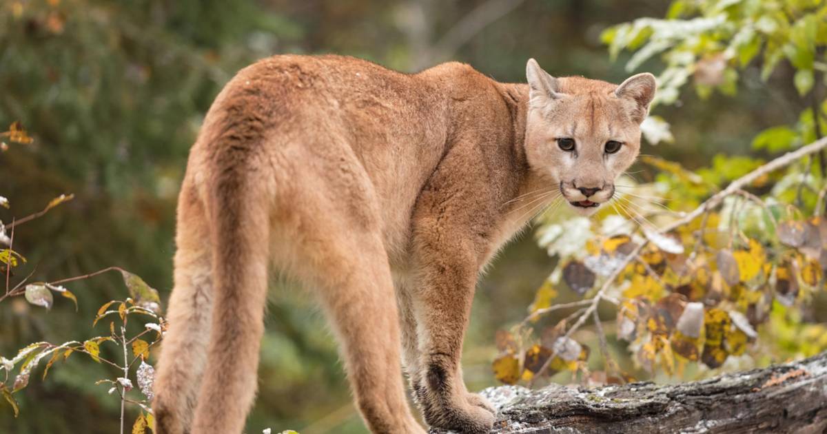 Se actualizó la distribución del puma: en cuántos departamentos se lo ...