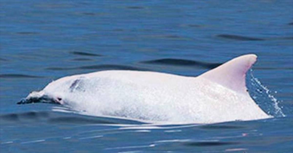 Descubren una exótica especie de delfín albino | El Litoral