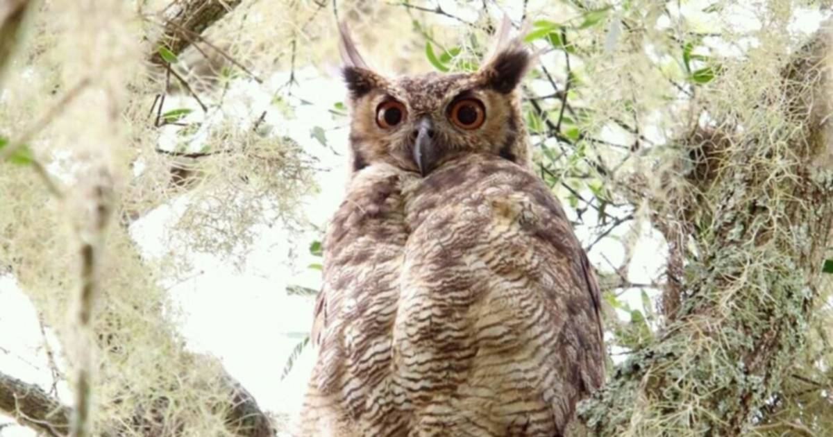 Silencio ajado por el ñacurutú | El Litoral