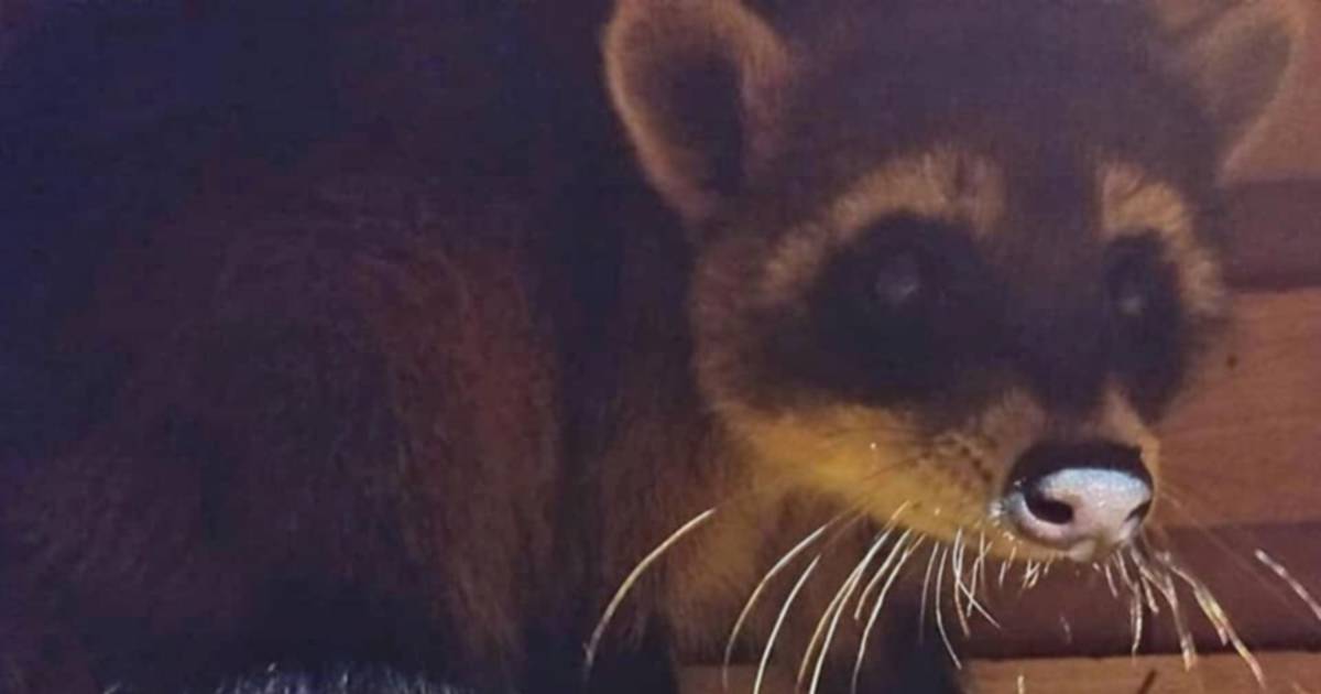 Corrientes: rescataron a "Popeya", una cría de Aguará Popé | El Litoral