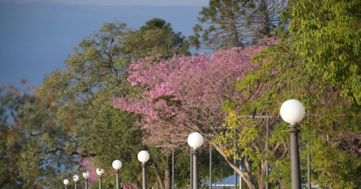 Malestar vecinal por la tala de árboles en Corrientes después de la ...