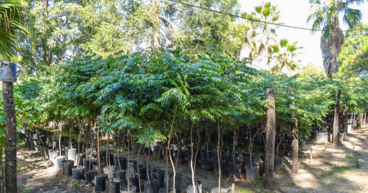Plan Arbolado Urbano: "El objetivo es terminar el 2025 con 15 mil ...