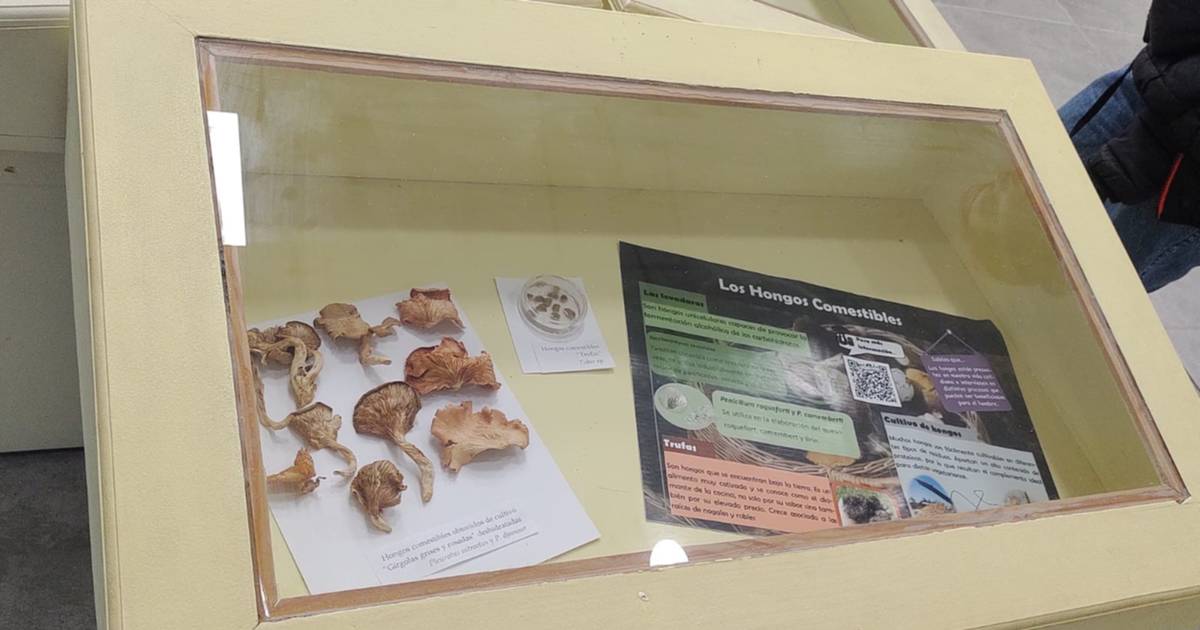 Exponen 26 especies de hongos de la región en el Museo Amado Bonpland ...