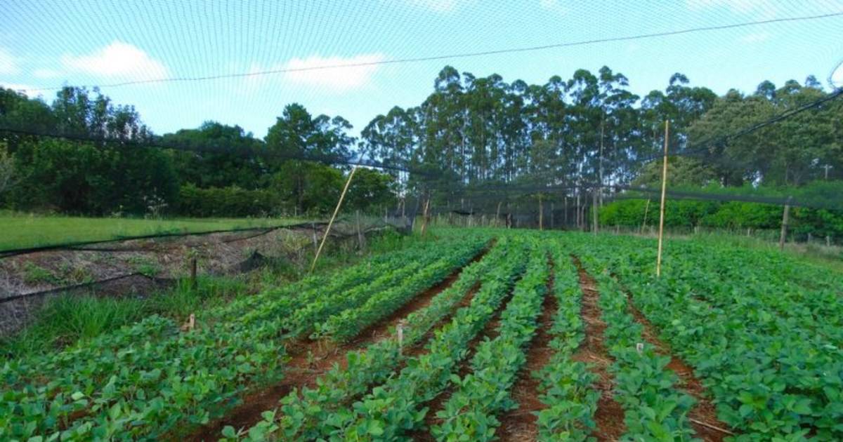 Un círculo virtuoso para lograr 65 millones de toneladas de soja | El ...