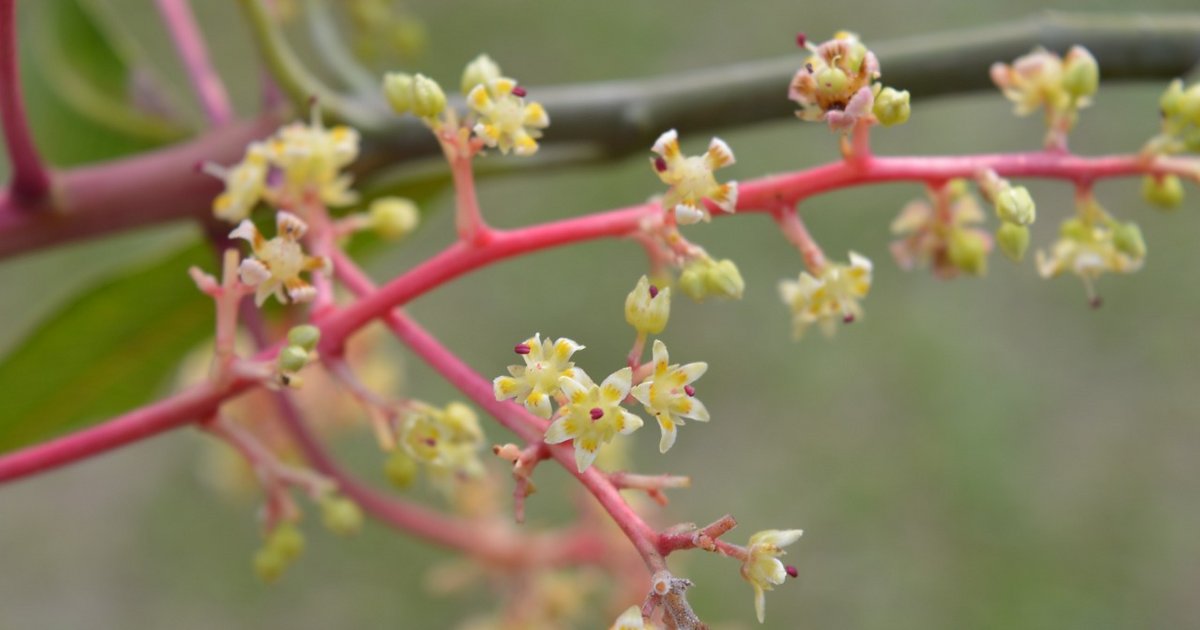 Identificarán las plantas con polen que producen alergias | El Litoral