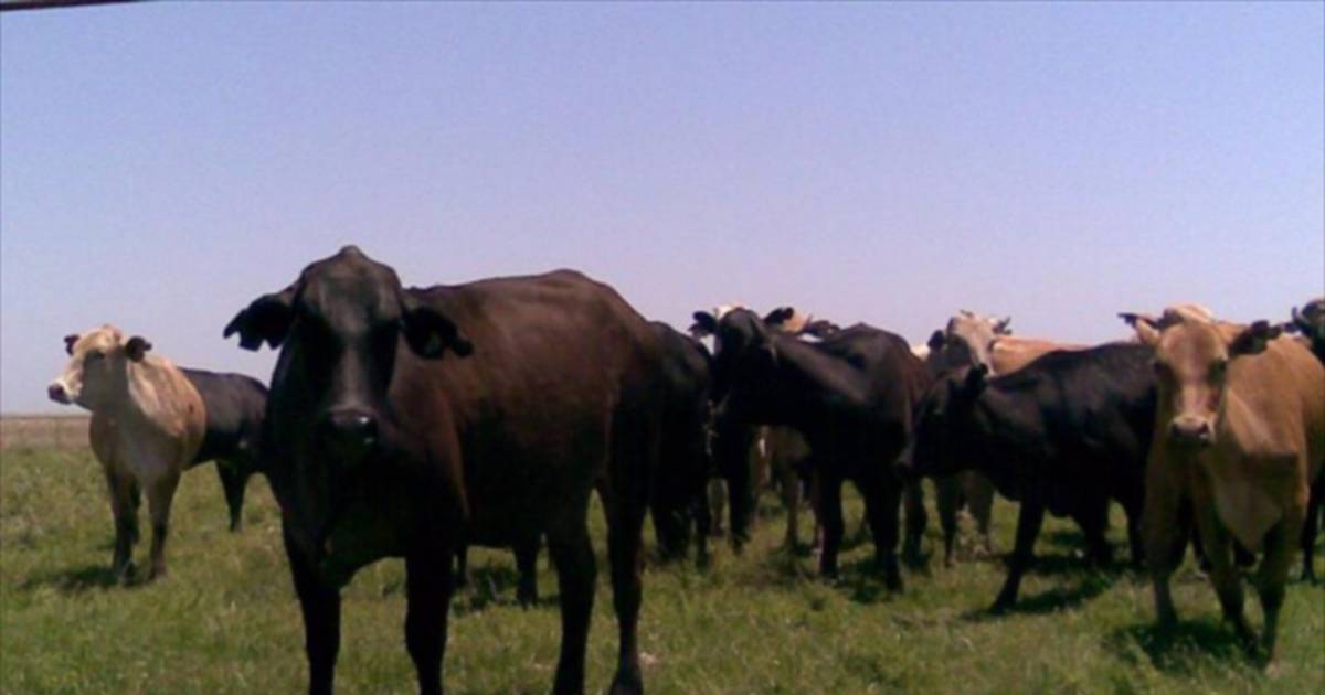 Superficie ganadera y carga animal | El Litoral