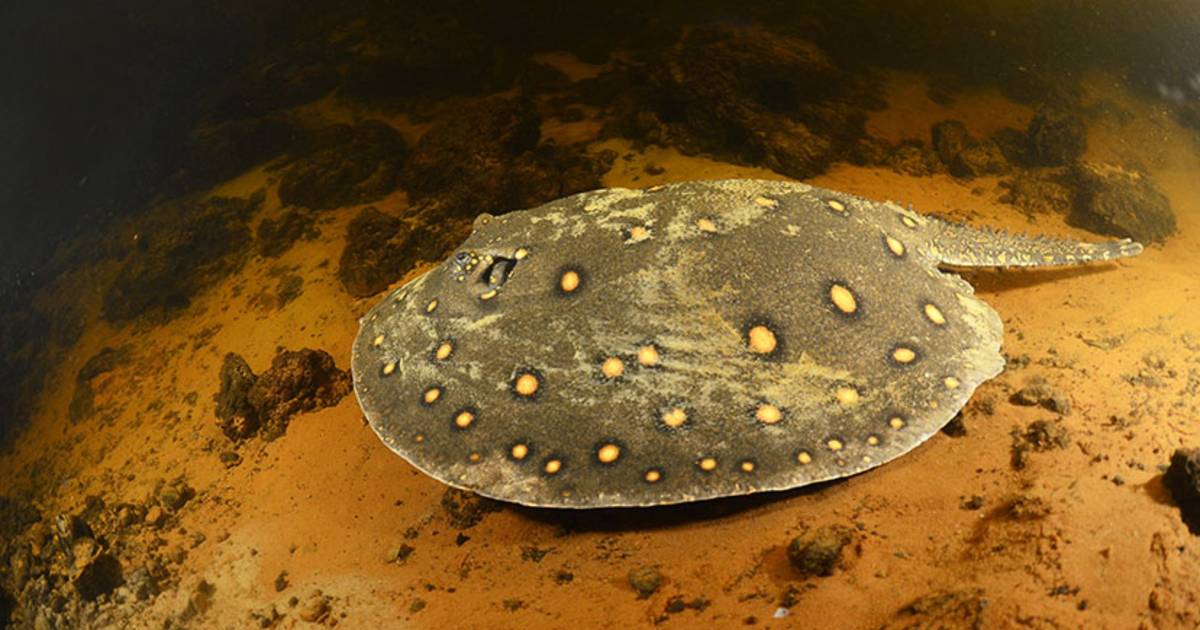 Cómo saber si una raya del Paraná es macho o hembra | El Litoral