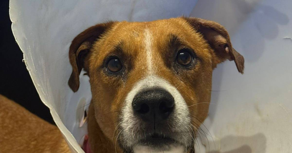 Batata, el perro rescatado en el Cambá Cuá que se recuperó y ahora ...