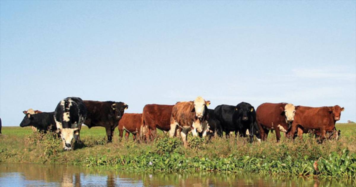 Especies forrajeras que se adaptan a suelos inundables | El Litoral