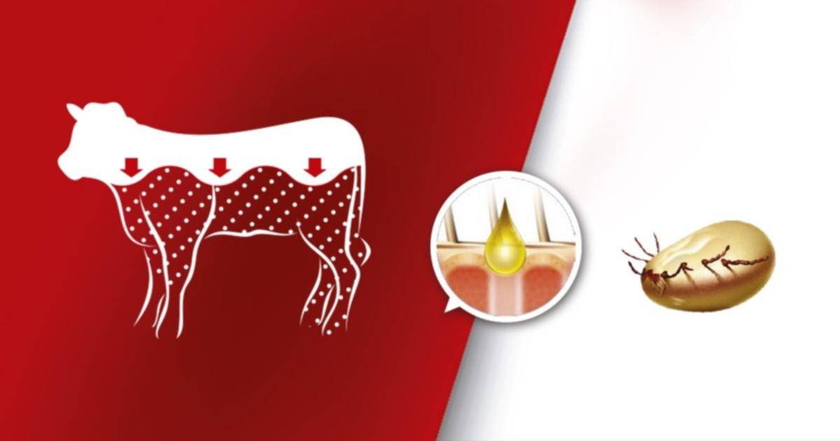 Fluron Gold, una nueva concepción en el tratamiento contra la garrapata ...