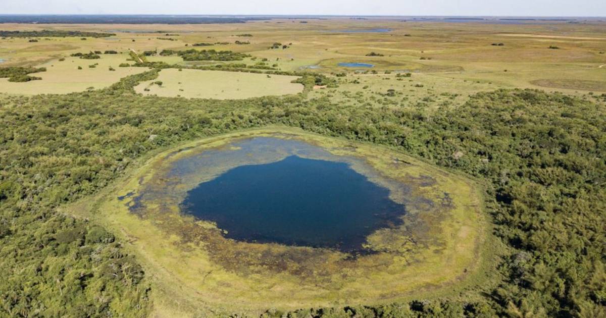 Una reserva conocida como la paranaense más grande del Iberá se suma al ...