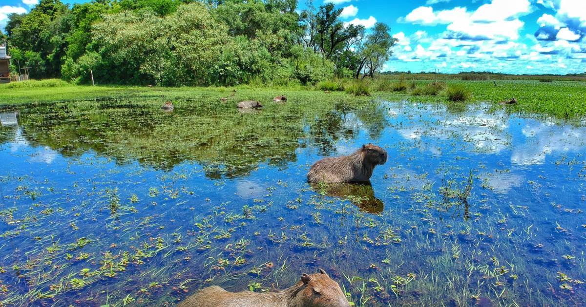 El Parque Nacional Iberá celebró su quinto aniversario | El Litoral
